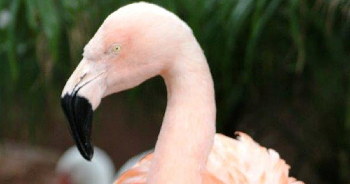 Flamingo Dead After Busch Gardens Visitor Allegedly Threw Her To The ...