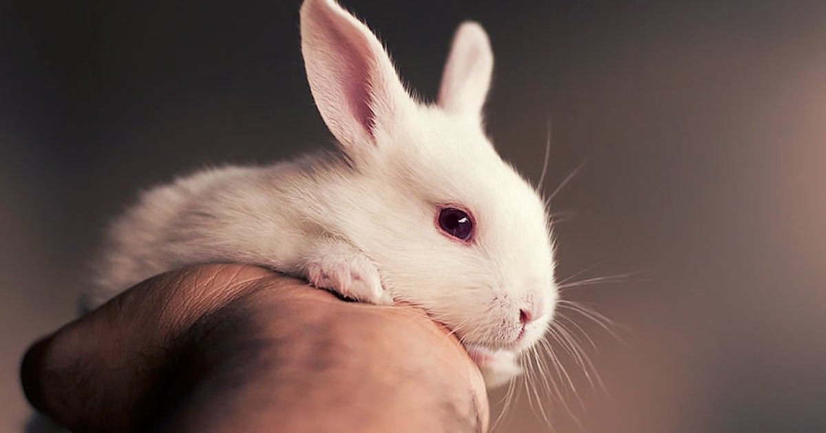 Photographer Does Unbelievably Cute Newborn Photo Shoot With Baby Bunny ...
