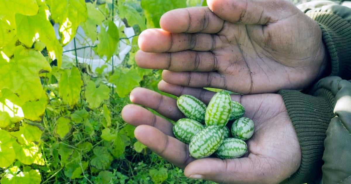 The Cucamelon Is The Cutest Summer Food You Should Be Eating | HuffPost ...