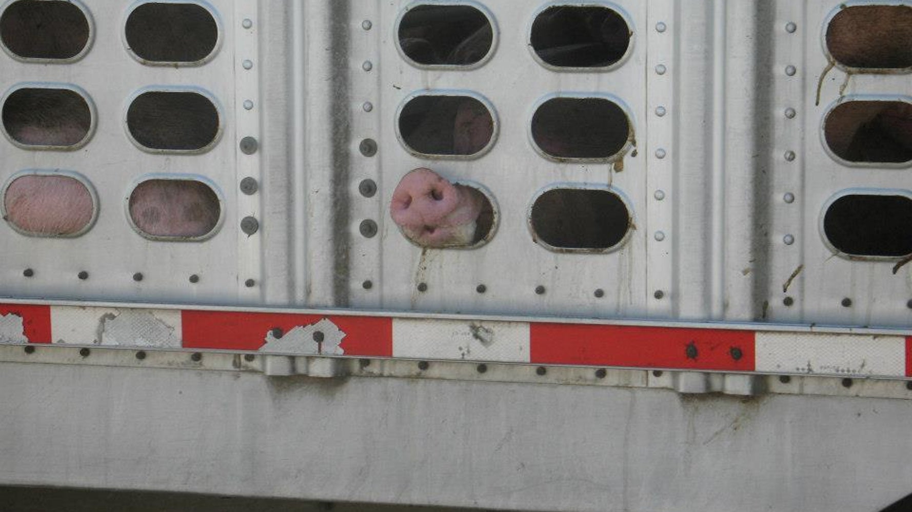 Pigs, Lies and Videotape | HuffPost