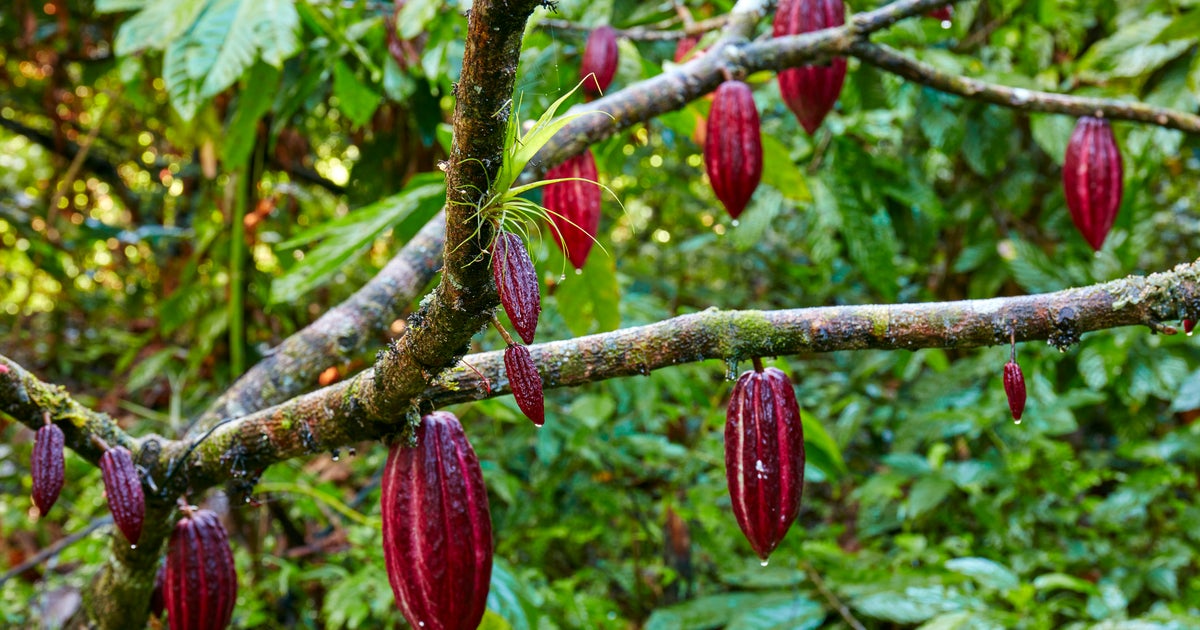 How Cocoa Beans Grow And Are Harvested Into Chocolate | HuffPost Life