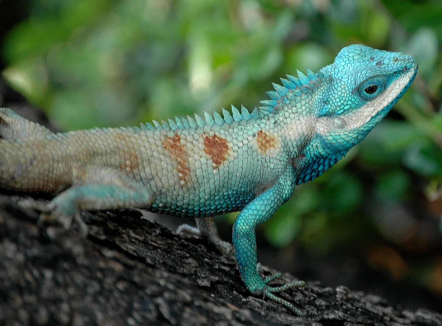 Donald Trump Is Communicating With The Reptile In You | HuffPost Latest ...