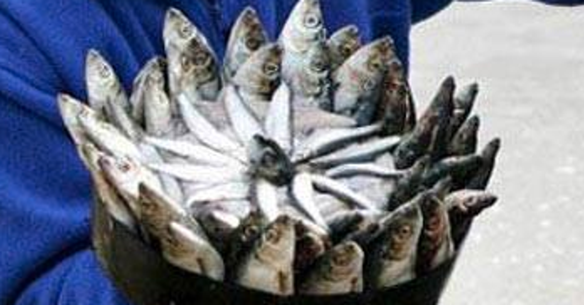 This Walrus' Reaction To Being Presented A Cake Is All Of Us On Our ...