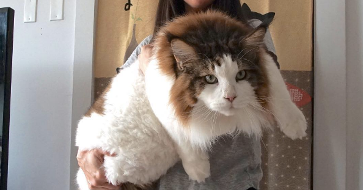 This Might Be NYC's Biggest Cat, And He's Seriously Adorable | HuffPost ...