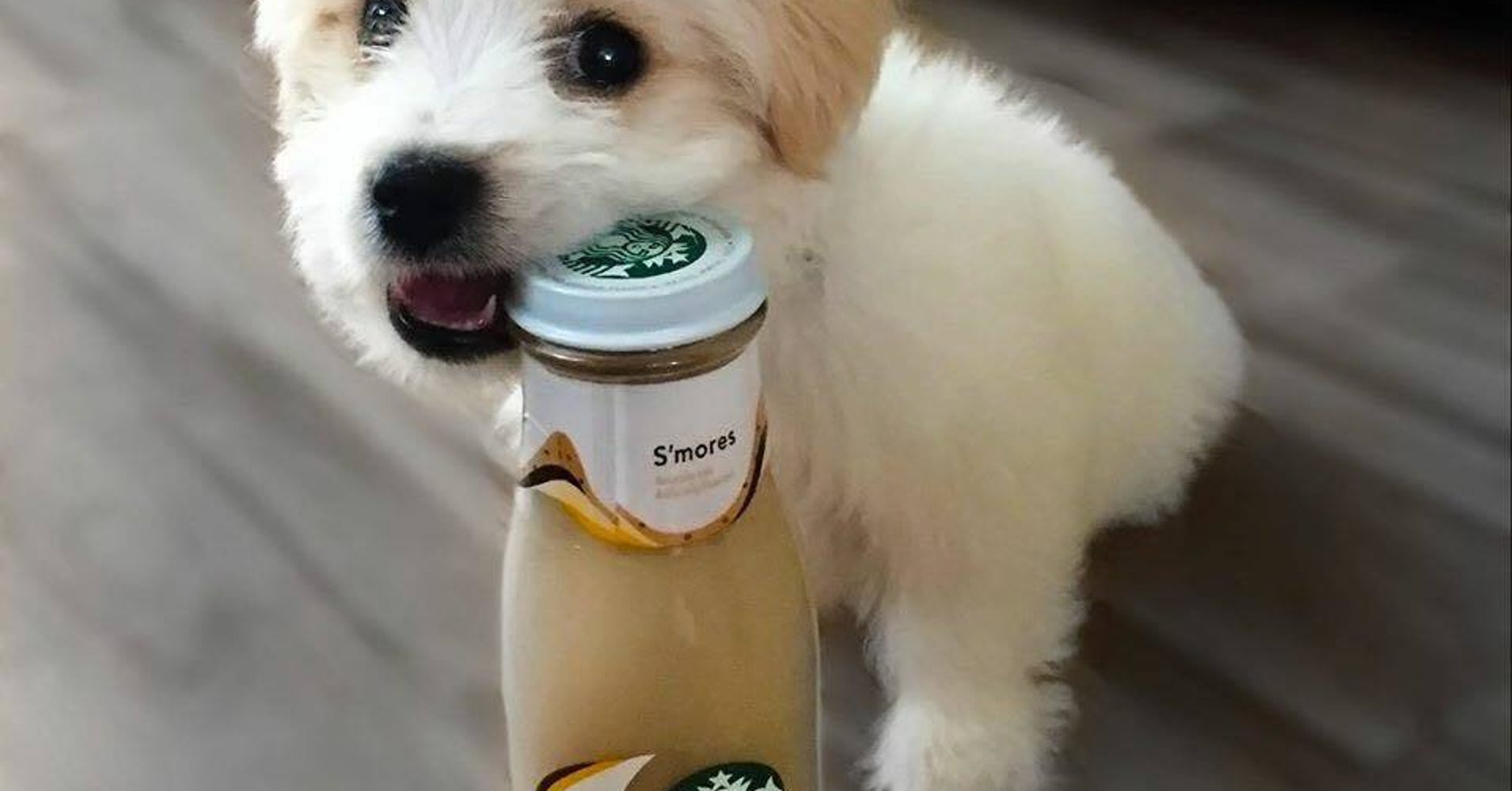 Gone To The Dogs: How I Joined the Cult of Canine | HuffPost