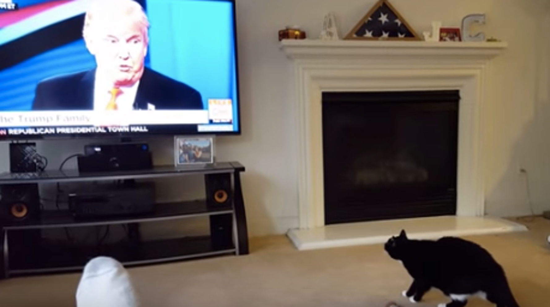 Now Donald Trump Can Blame Cats For His Problems, Too | HuffPost