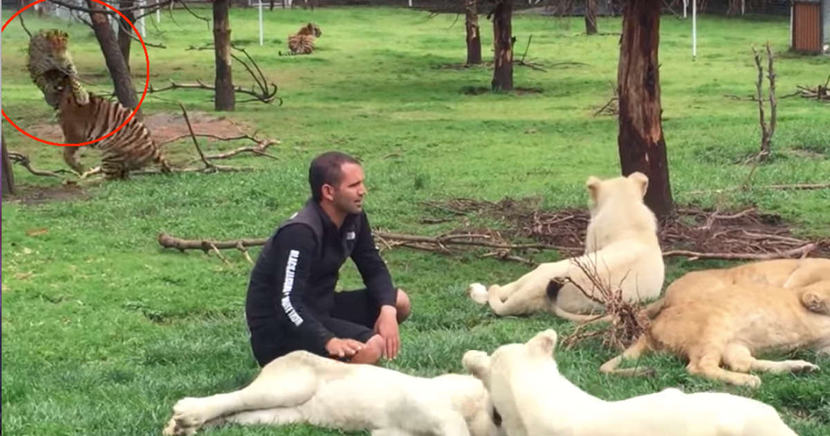 Watch A Tiger Save His Handler From A Charging Leopard's Sneak Attack ...