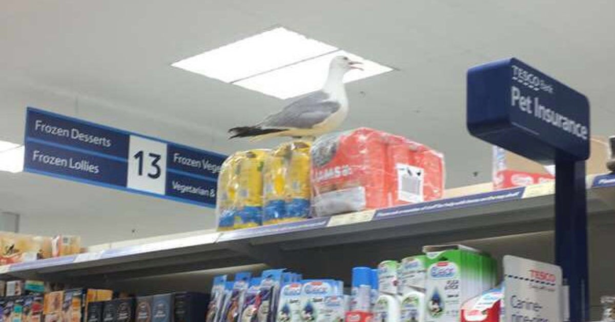 Angry Seagull Terrorises Truro Tesco, Causes Evacuation After Perching ...