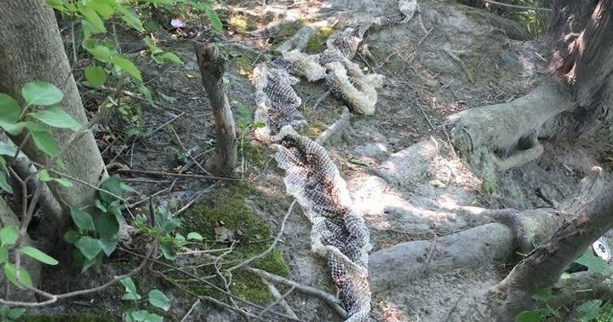 Massive Snakeskin Found Near River Where 10-Foot Snake Was Recently ...