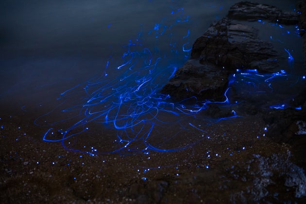 Bioluminescent Shrimp Are The Gorgeous Natural Wonders You've Been ...