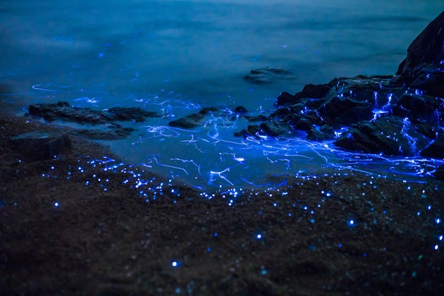 Bioluminescent Shrimp Are The Gorgeous Natural Wonders You've Been ...