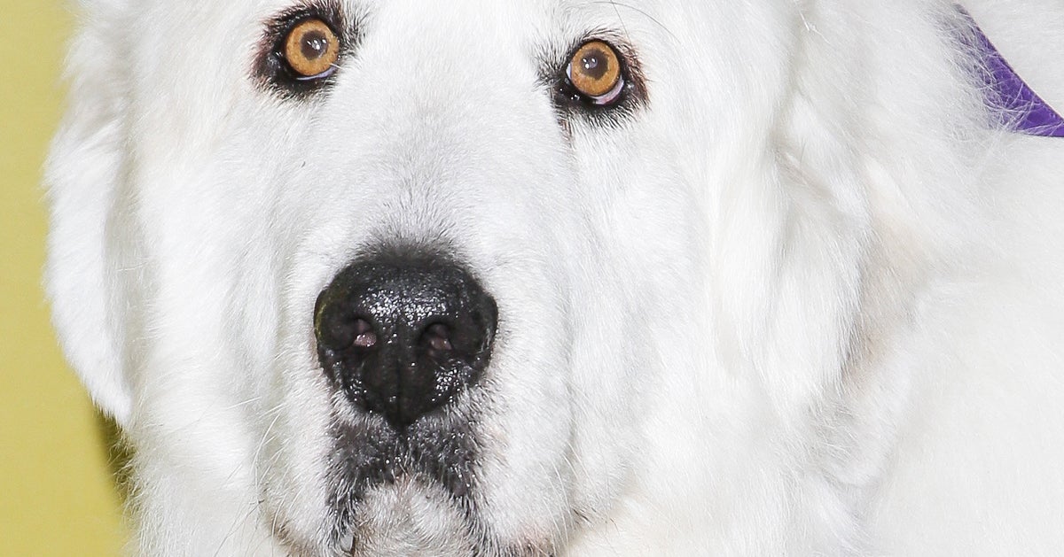 Dog Elected Mayor Of Cormorant, Minnesota -- Again | HuffPost Weird News