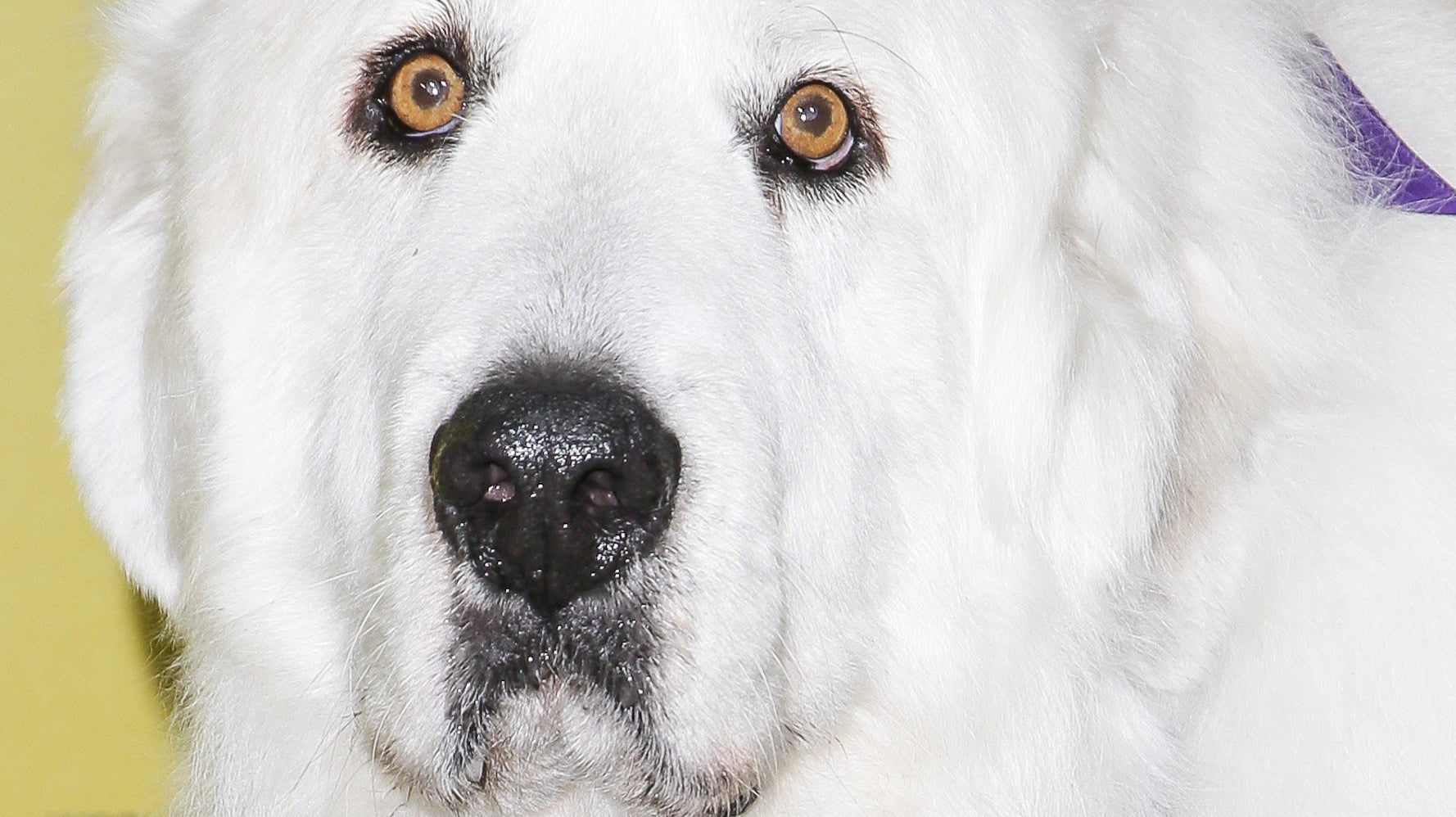 Dog Elected Mayor Of Cormorant, Minnesota -- Again | HuffPost UK Weird News