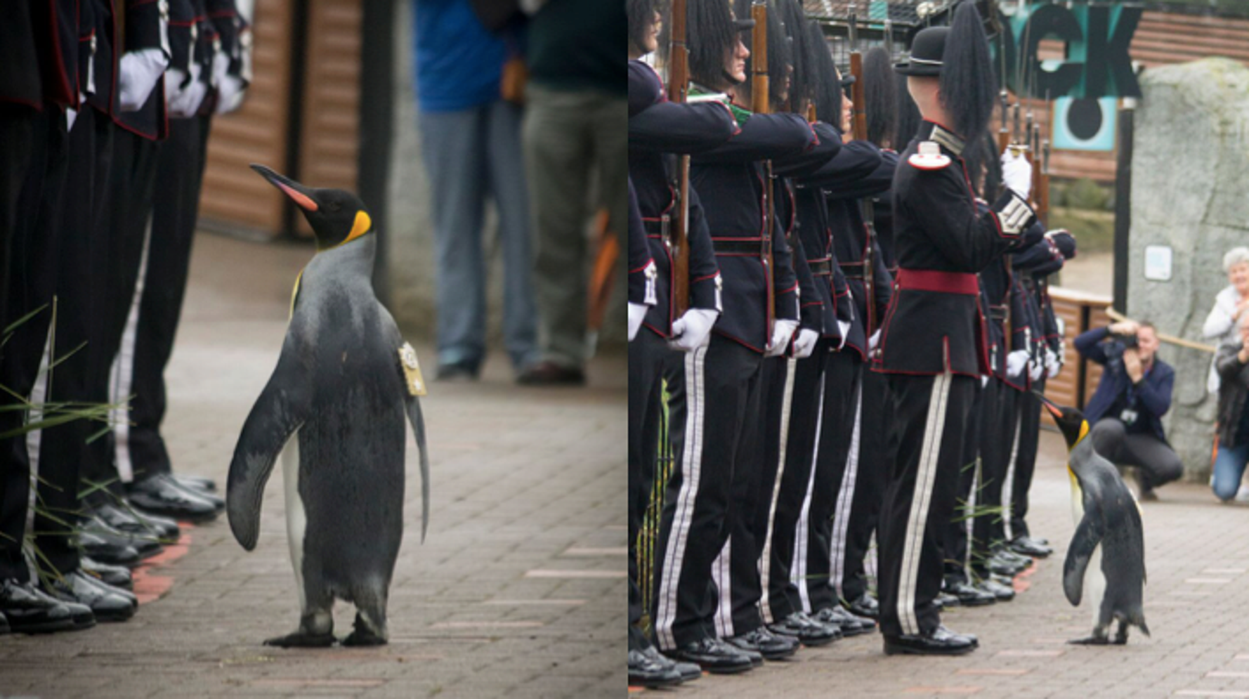 This Knighted King Penguin Has Just Been Made A Brigadier | HuffPost