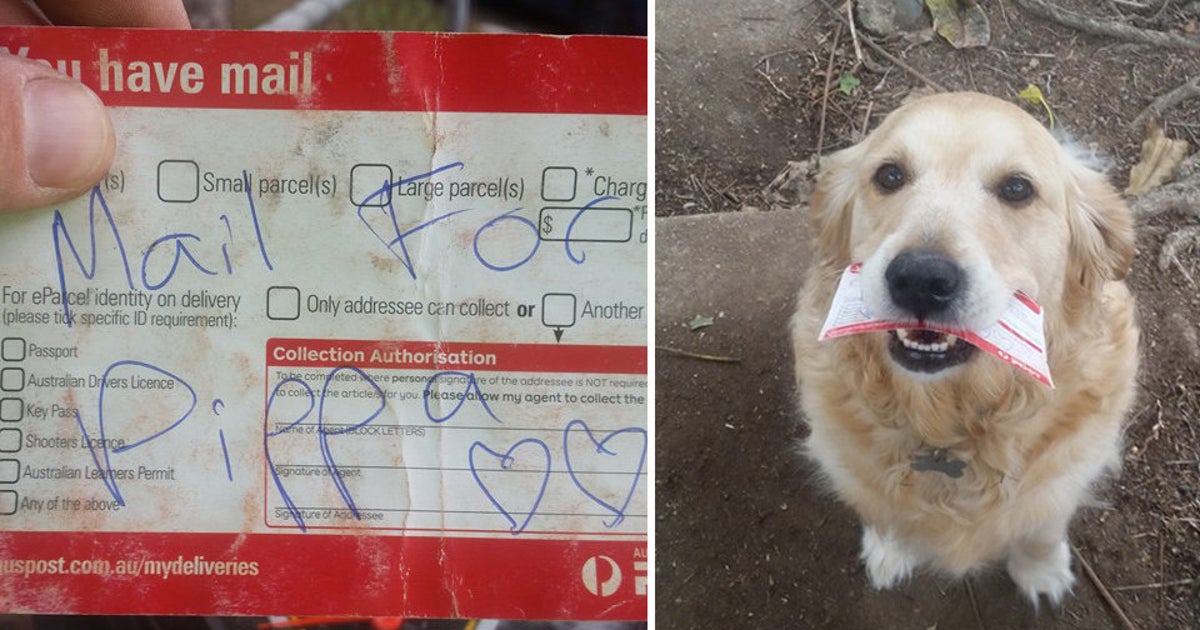Mailman Creates Special Deliveries For Dog Who Lives To Get Mail ...