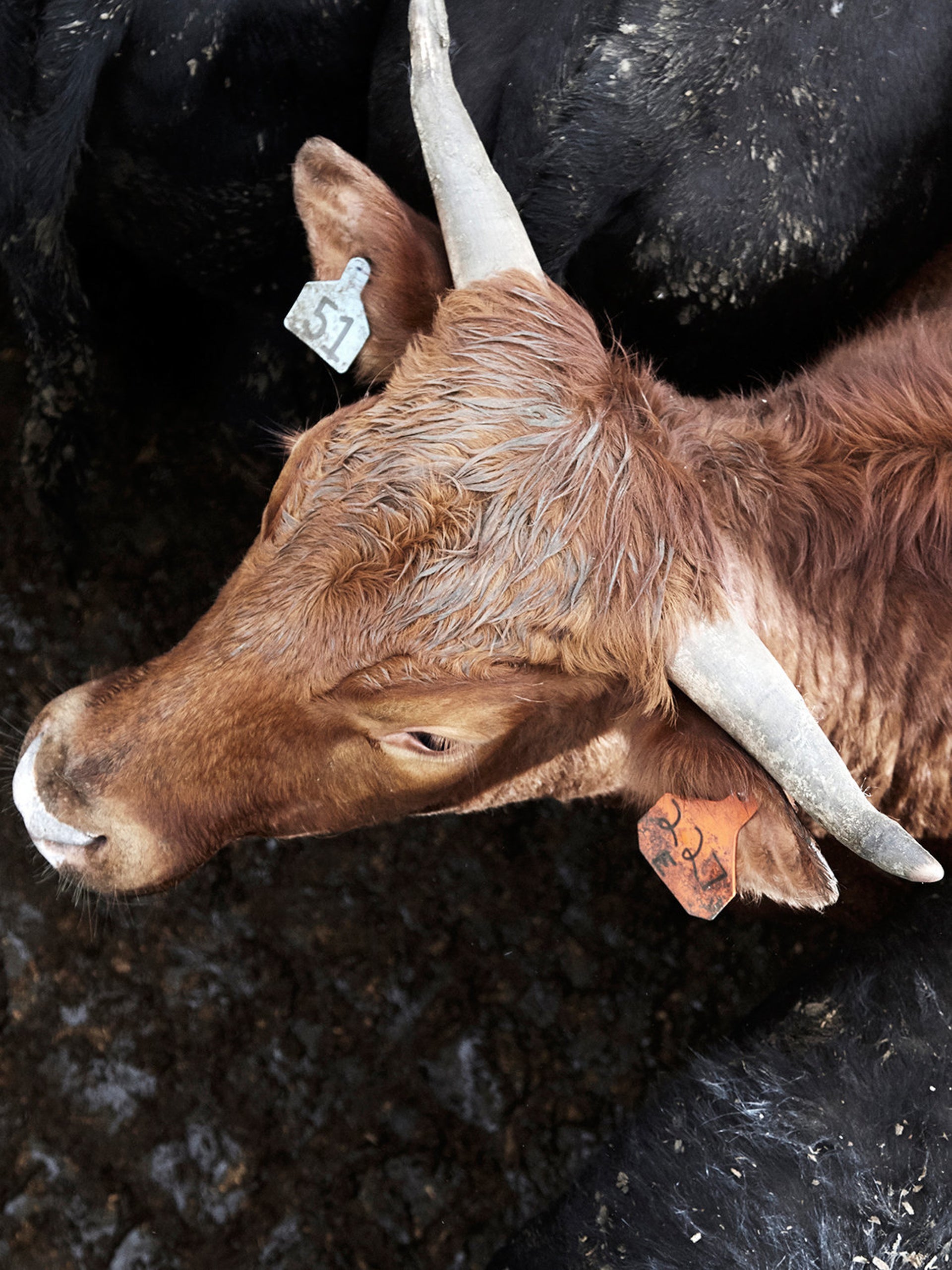 This Slaughterhouse Will Let You Watch What Actually Happens Inside ...