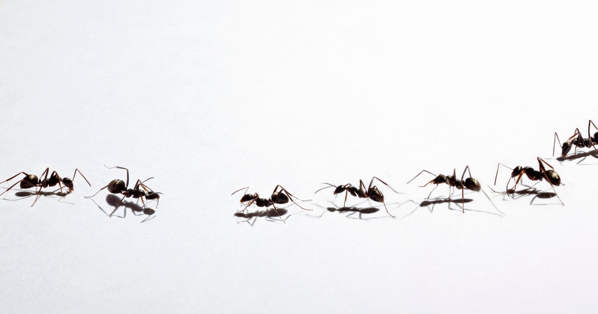 Depression Is Like Having Ants In Your Underwear Drawer | HuffPost Life