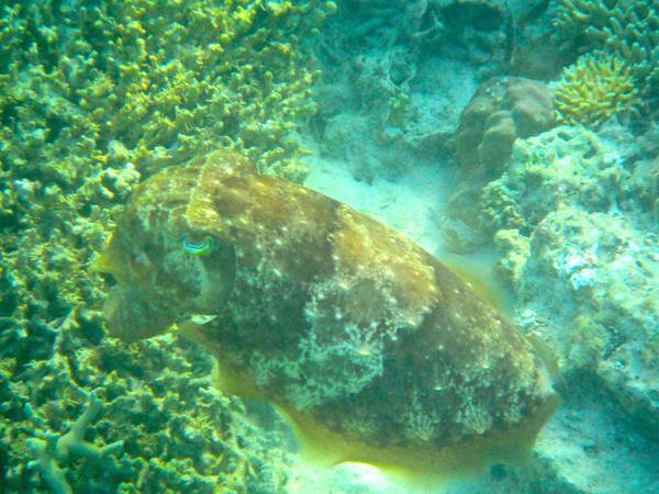 Beyond Bali: Shelf Life, Ep. 10 | HuffPost Contributor