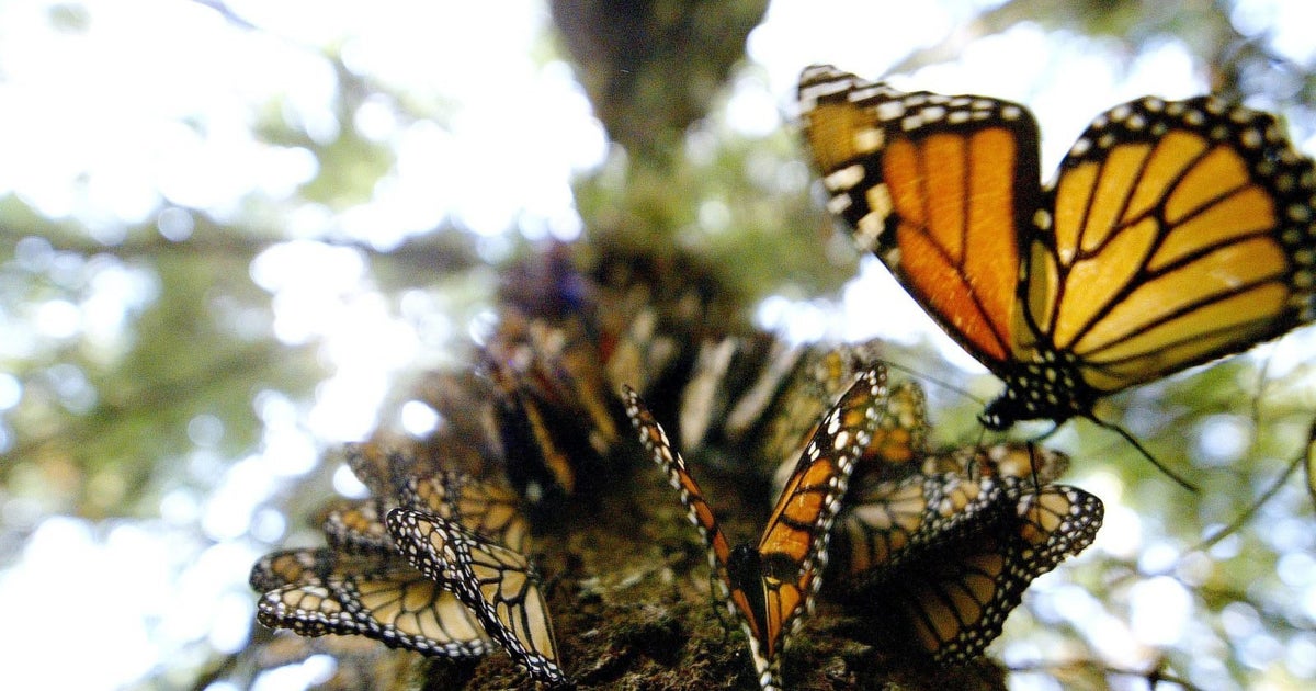 Climate Change Is Destroying Monarch Butterflies' Habitat In Mexico ...
