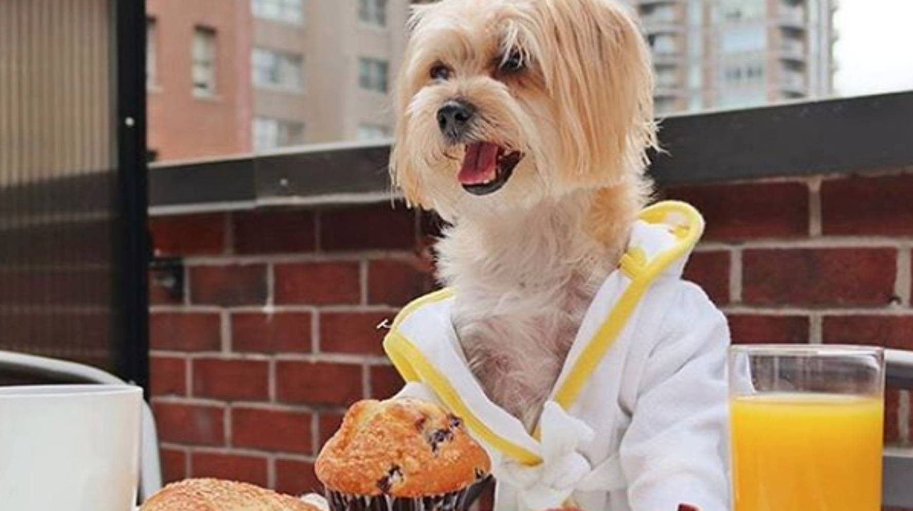 'Dogs Who Brunch' Is The Instagram Account Of Dreams | HuffPost UK Life