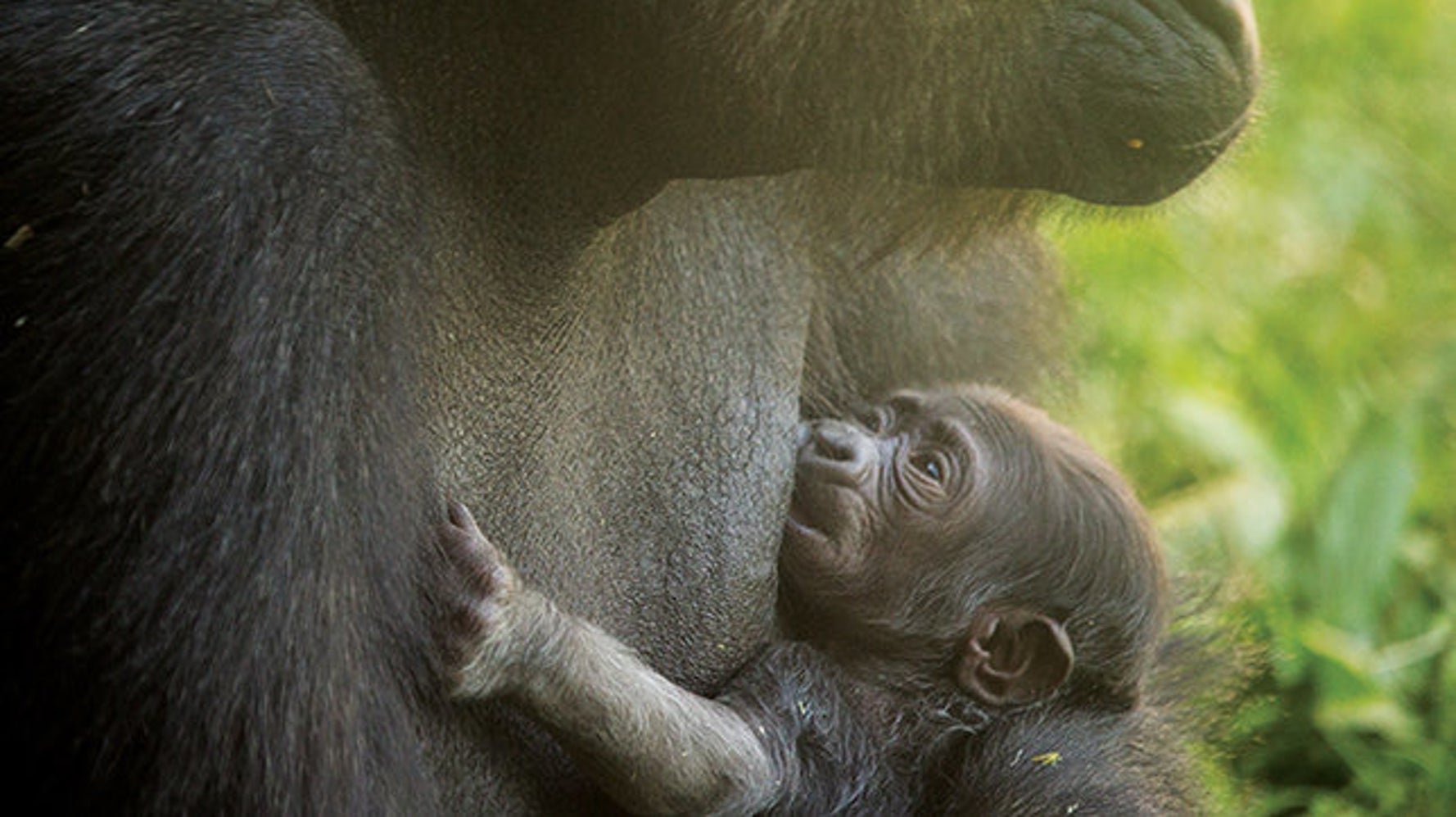 Zoo Can't Say Whether It Might Name New Baby Gorilla 'Harambe ...