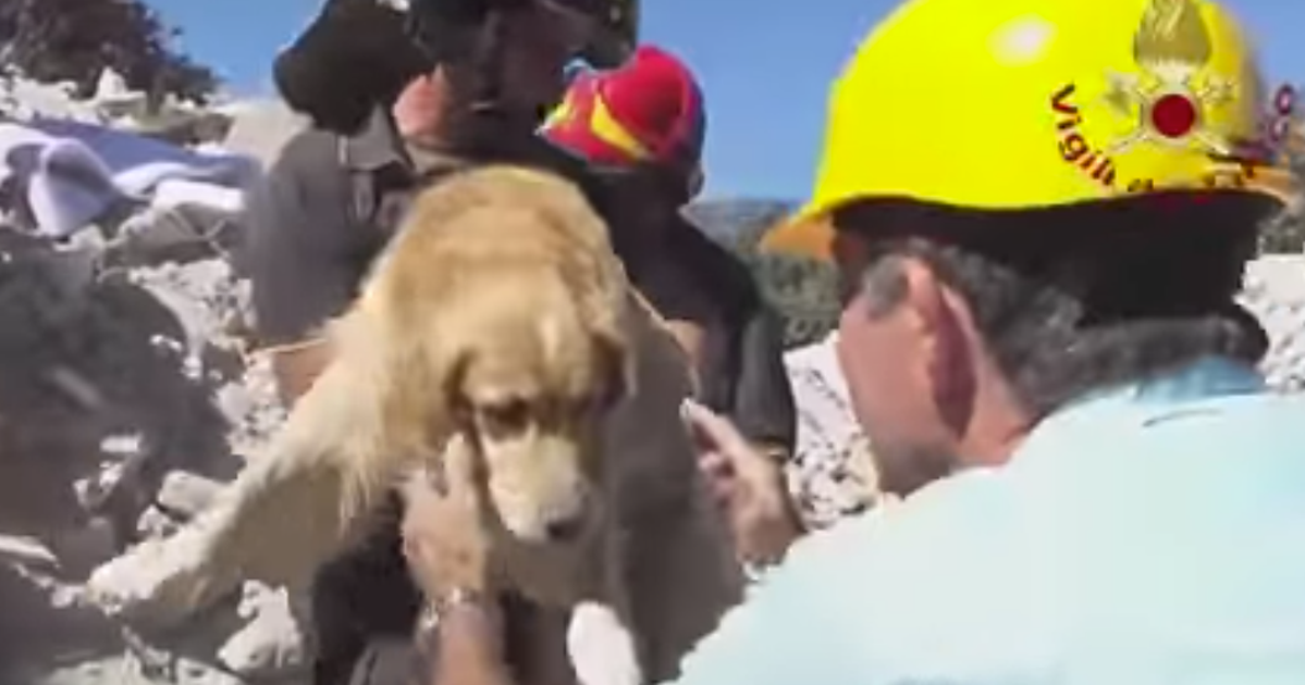 Rescuers Pull Dog From Rubble 10 Days After Italy's Earthquake ...