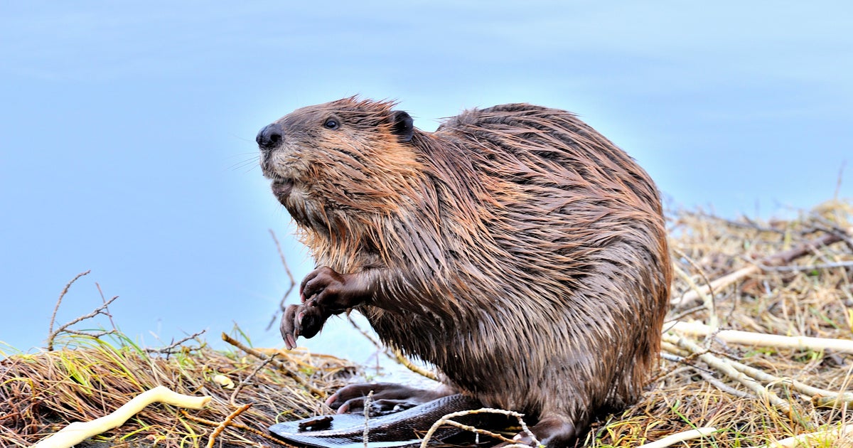 Here's What A Beaver's Anal Secretions Have To Do With 'Natural ...
