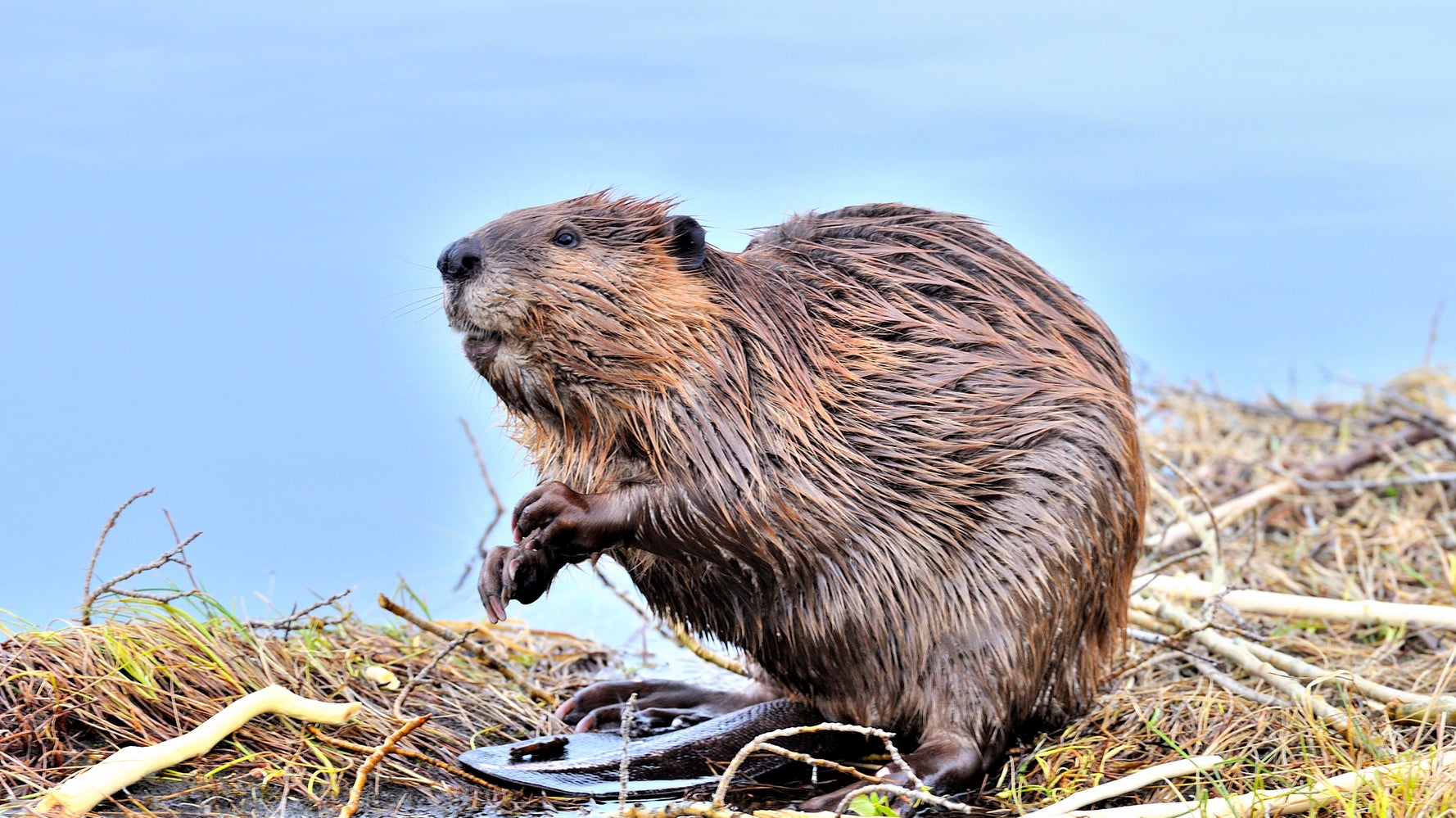 Here's What A Beaver's Anal Secretions Have To Do With 'Natural ...
