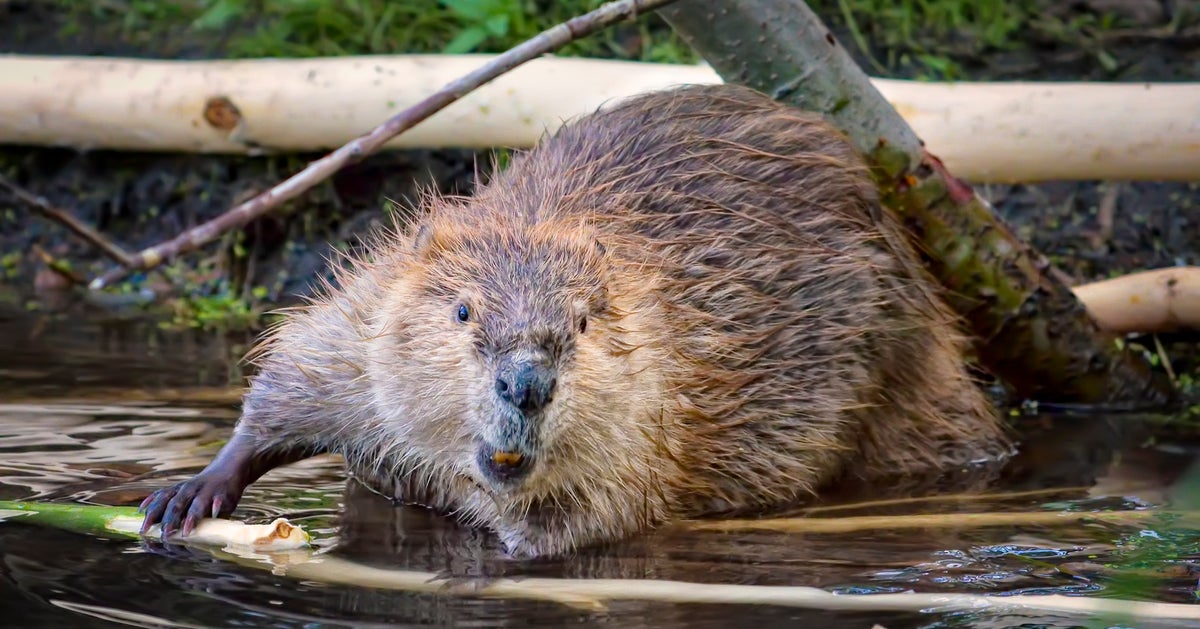 Here's What A Beaver's Anal Secretions Have To Do With 'Natural ...