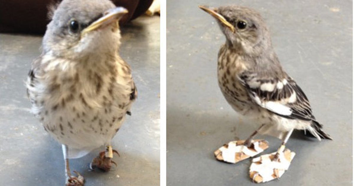 Injured Mockingbird Given Pair Of Wee 'Snowshoes' To Heal Its Feet ...