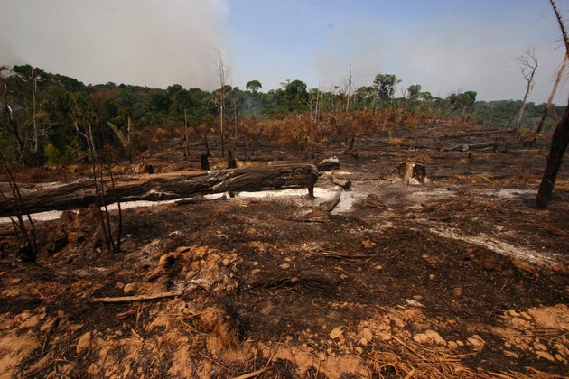 Humans Have Destroyed 10% Of The World's Wilderness In 20 Years ...