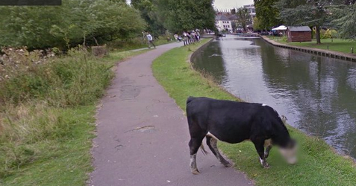 Google Has Started Pixelating Cows On Street View | HuffPost UK Tech