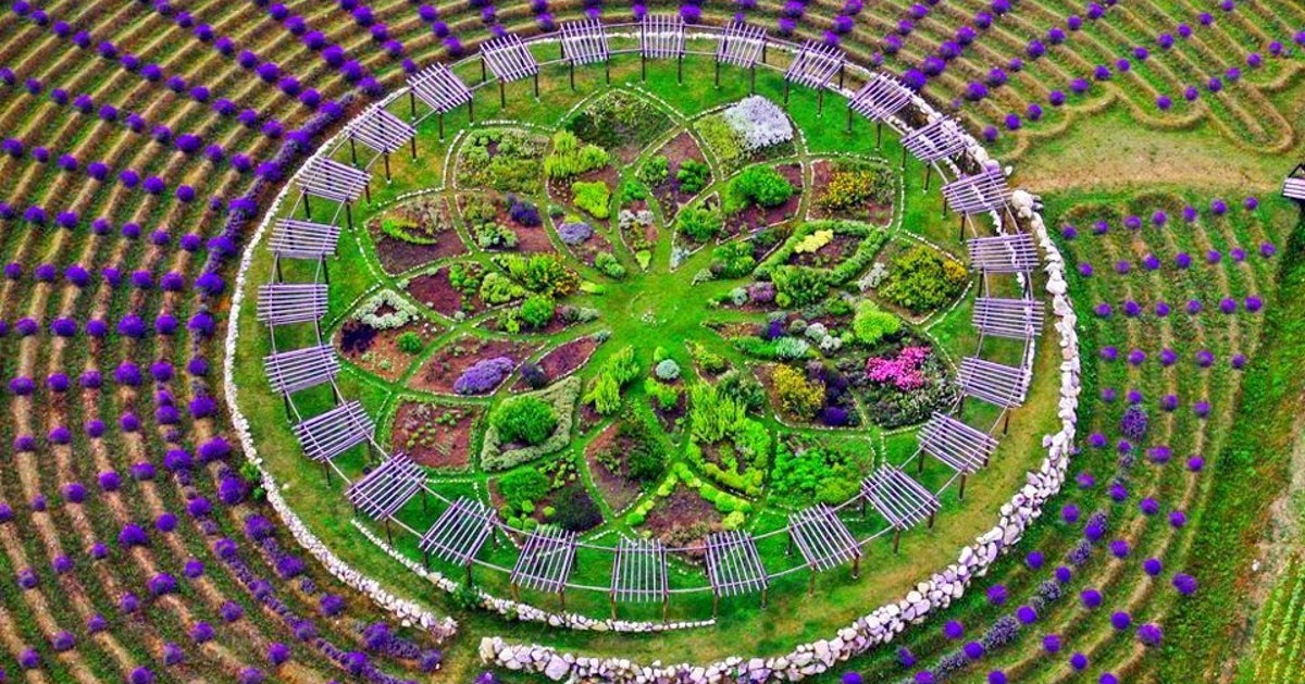 This Mesmerizing Lavender Labyrinth Is A Real-Life Fairytale | HuffPost ...