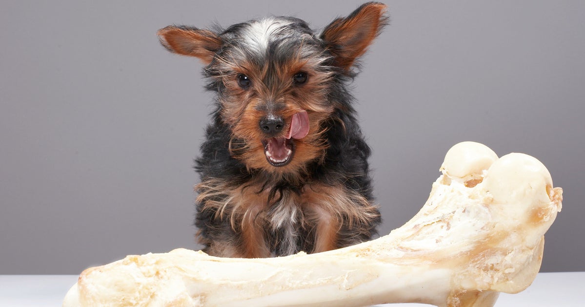 Is It Safe To Give Dogs Bones? Vets Issue Warning About The Traditional ...