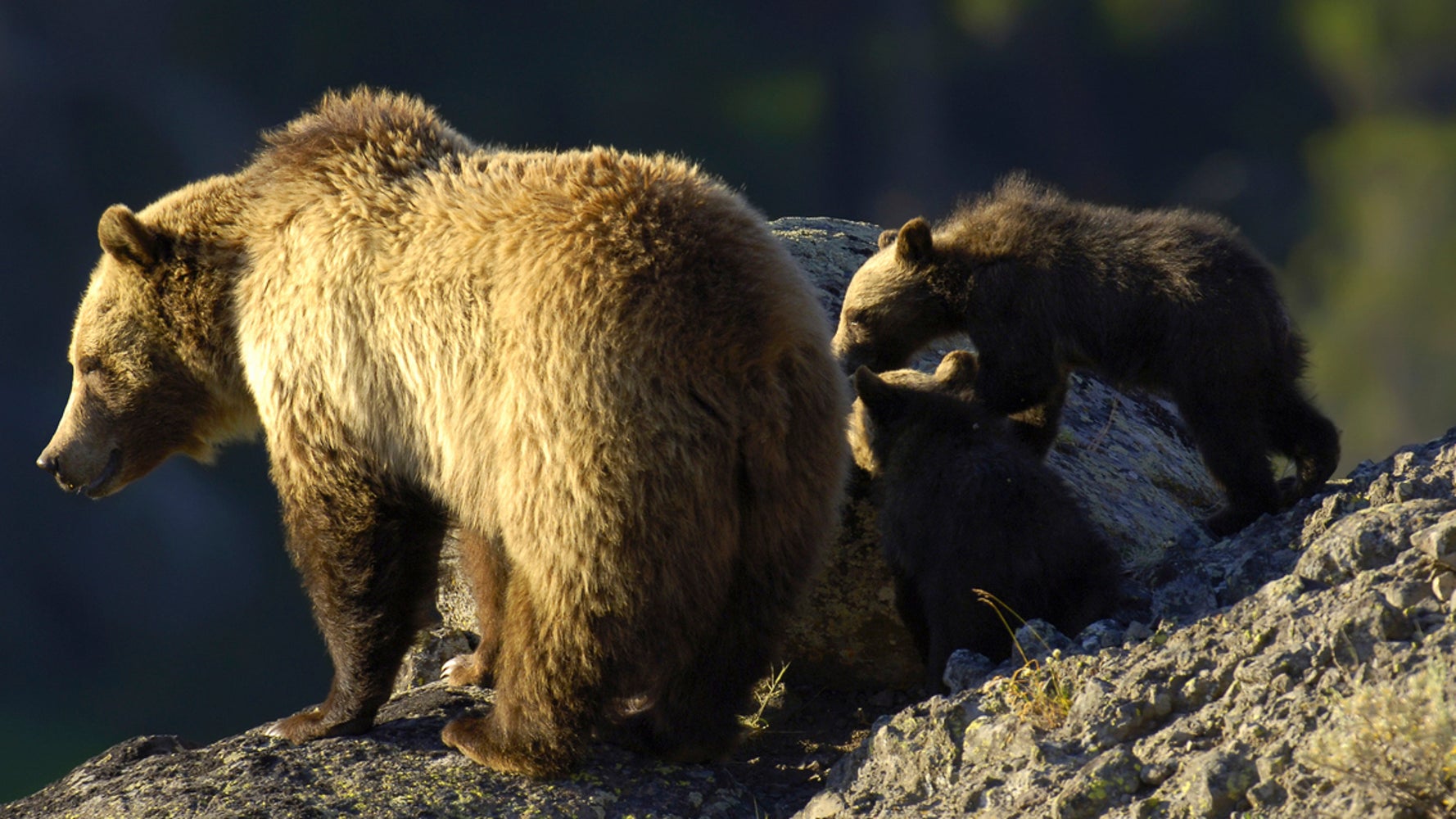 Lessons From The Last Grizzly | HuffPost
