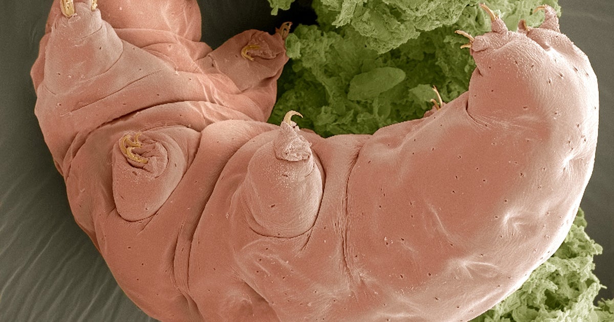The Indestructible Tardigrade Can Survive Being Frozen For 30 Years ...