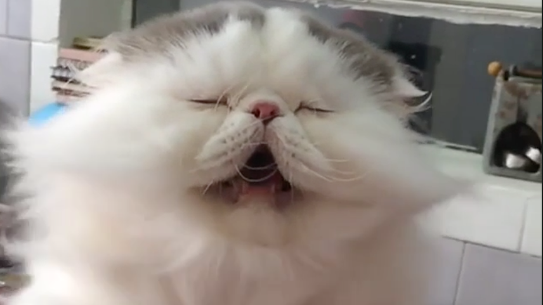 Fancy Feline Gets Treated To A Blowout And It’s Glorious | HuffPost