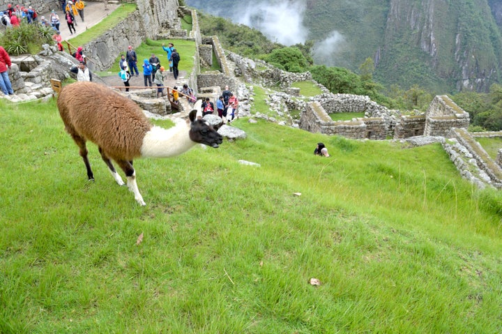 7 Fun Things To Do at Machu Picchu, Peru That You Don’t Want To Miss ...