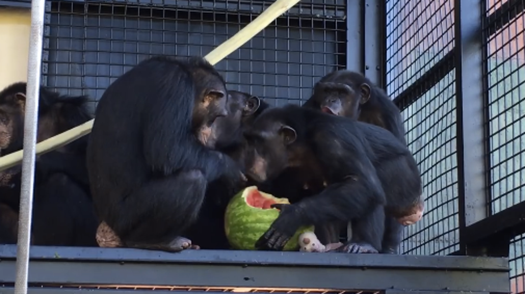 These Joyful Former Lab Chimps Just Can't Get Enough Watermelon ...