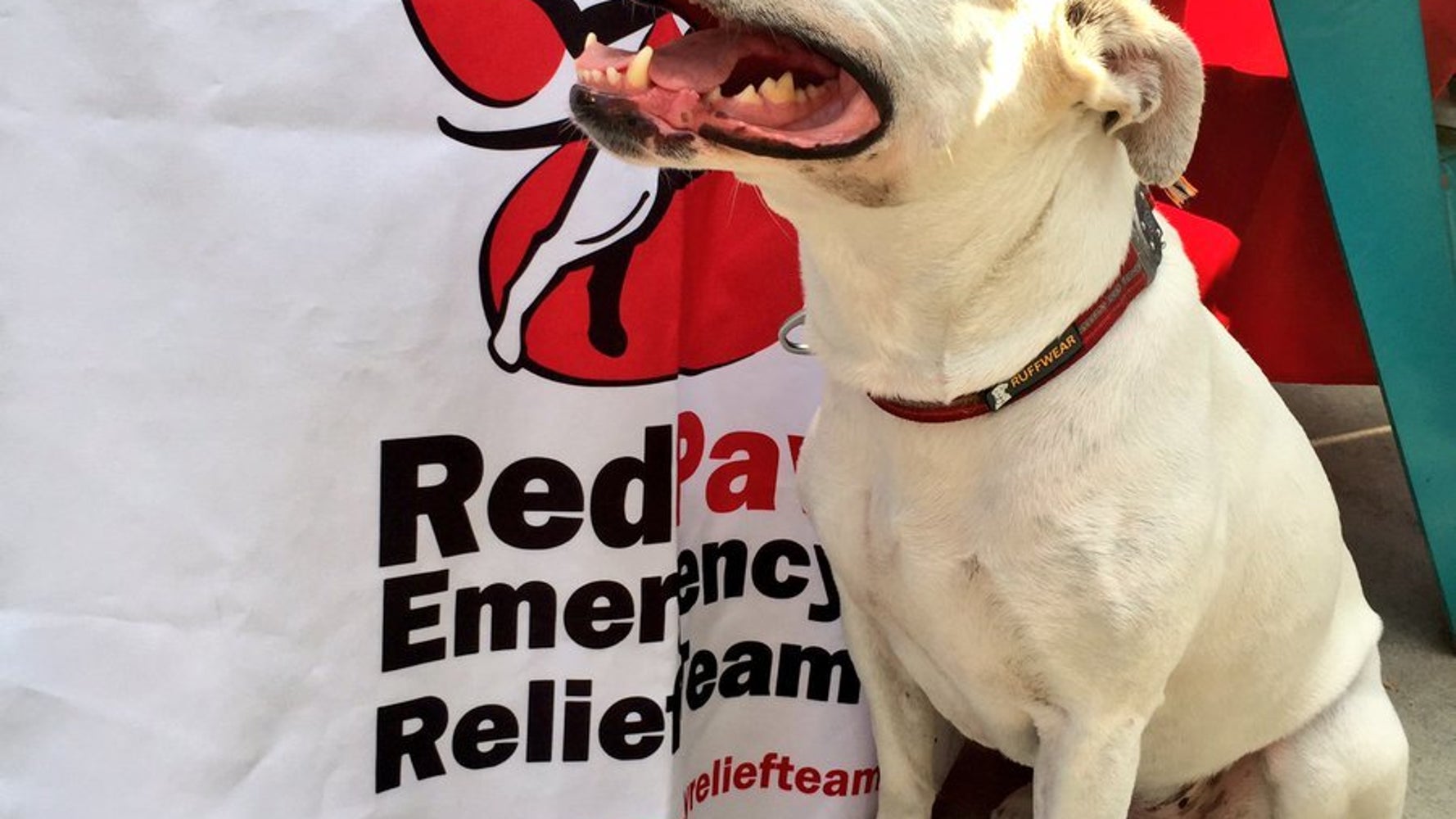 To End National Preparedness Month, Red Paw Responders Reveal the Most ...