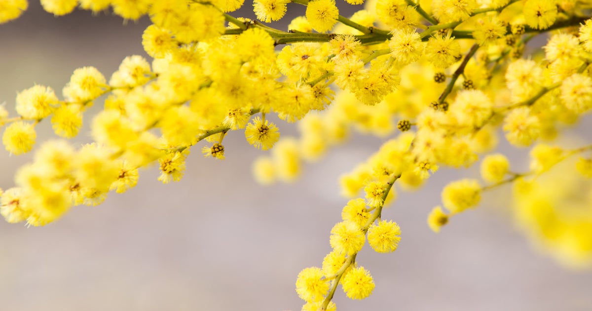 Golden Wattle - The national flower of Australia | HuffPost Contributor