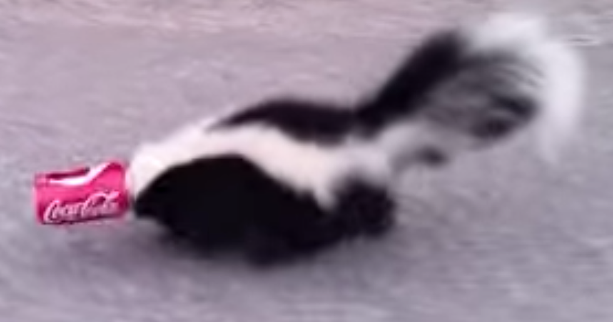 Good Samaritan Frees Adorable Skunk From Coke Can Hell | HuffPost Good News