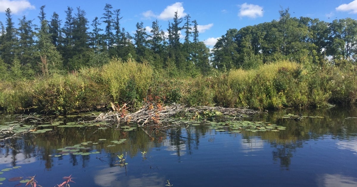 Barrie's Lake - a wetland worth saving | HuffPost Contributor