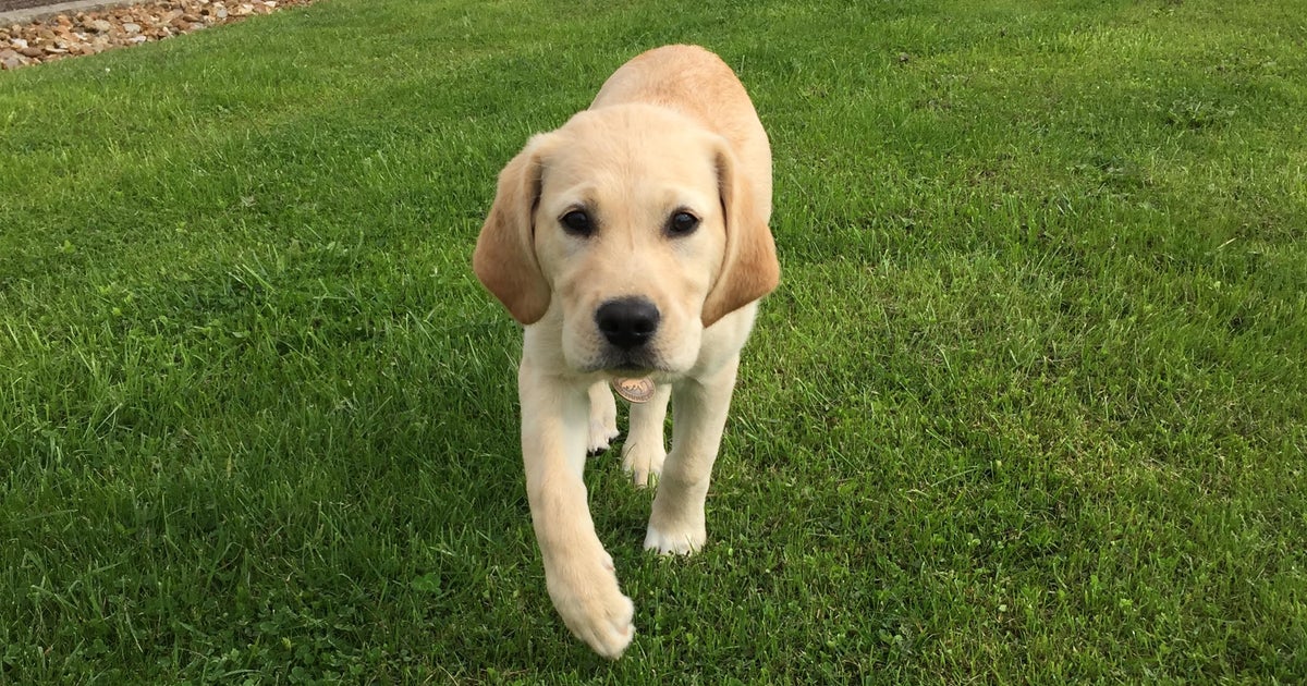 Meet The Cancer-Detecting Dogs Saving Lives One Sniff At A Time ...