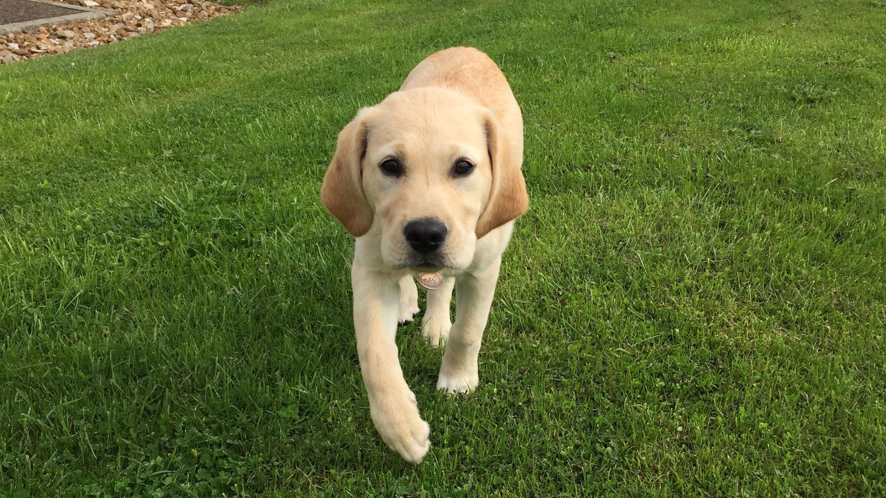 Medical Detection Dogs: The Pioneering Charity Teaching Dogs To Sniff ...