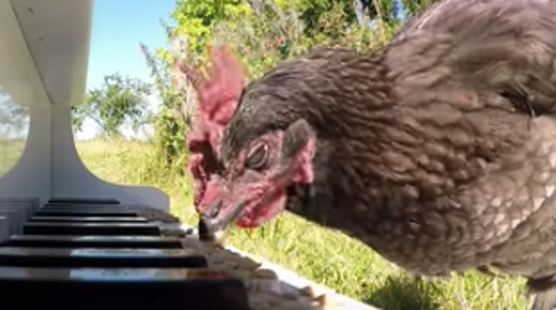 This Piano-Playing Chicken Will Knock You Over With A Feather ...