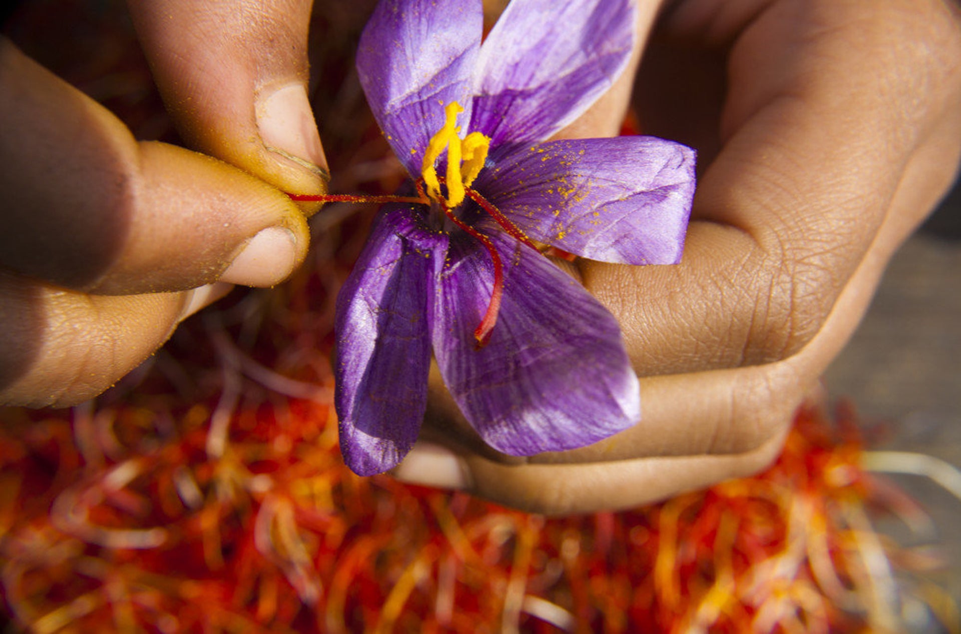 The Surprisingly Beautiful Origin Of Saffron | HuffPost Life