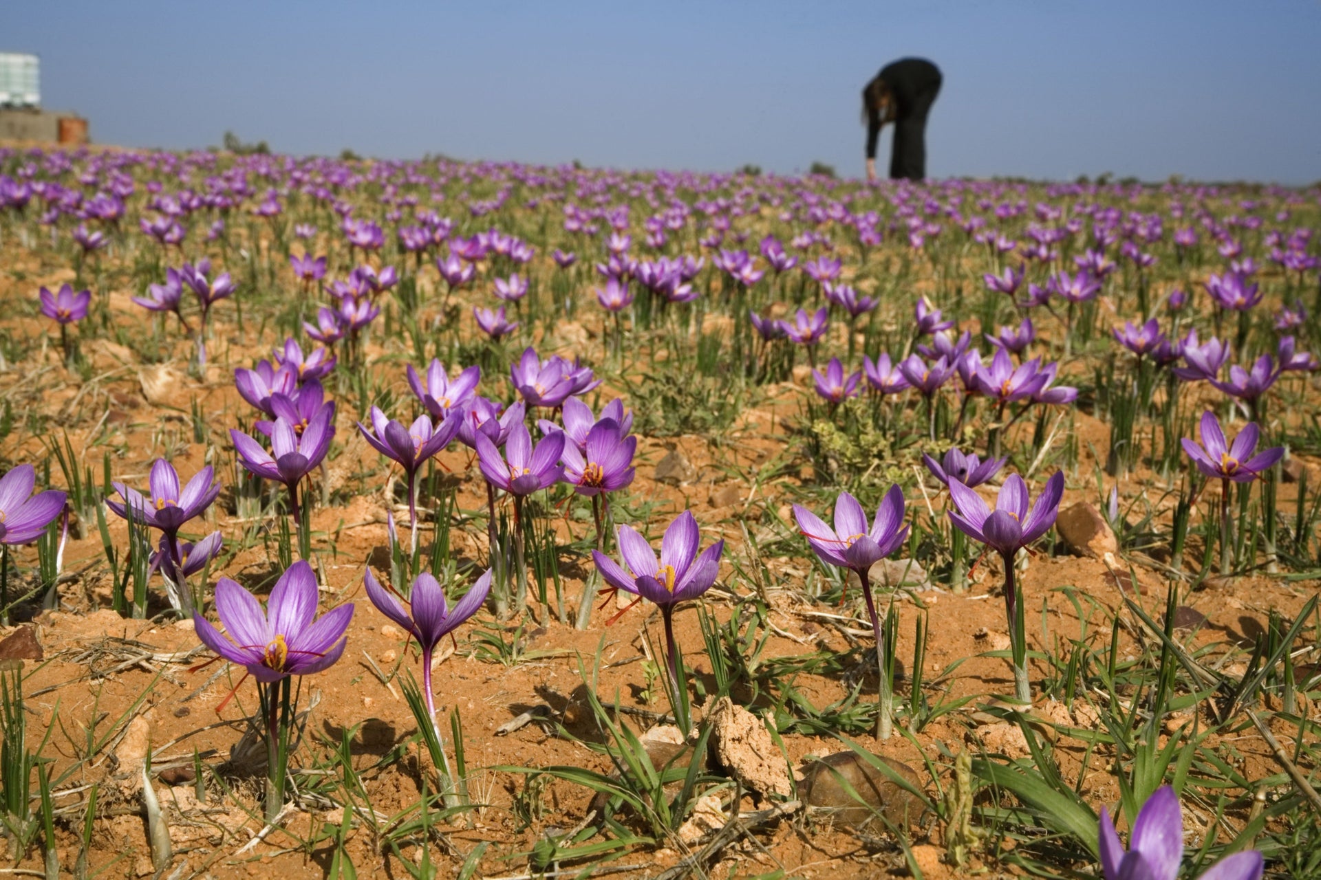 The Surprisingly Beautiful Origin Of Saffron | HuffPost Life