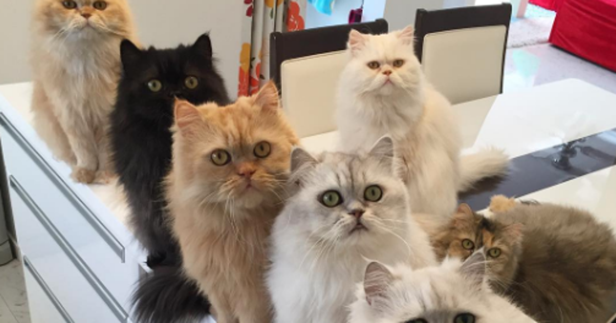 Woman Is The Ultimate Cat Mum With Her 12-Cat Posse | HuffPost UK Life