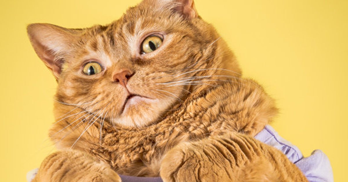 ‘Large And In Charge’ Cat Photos Spotlight Felines Who Have More To ...